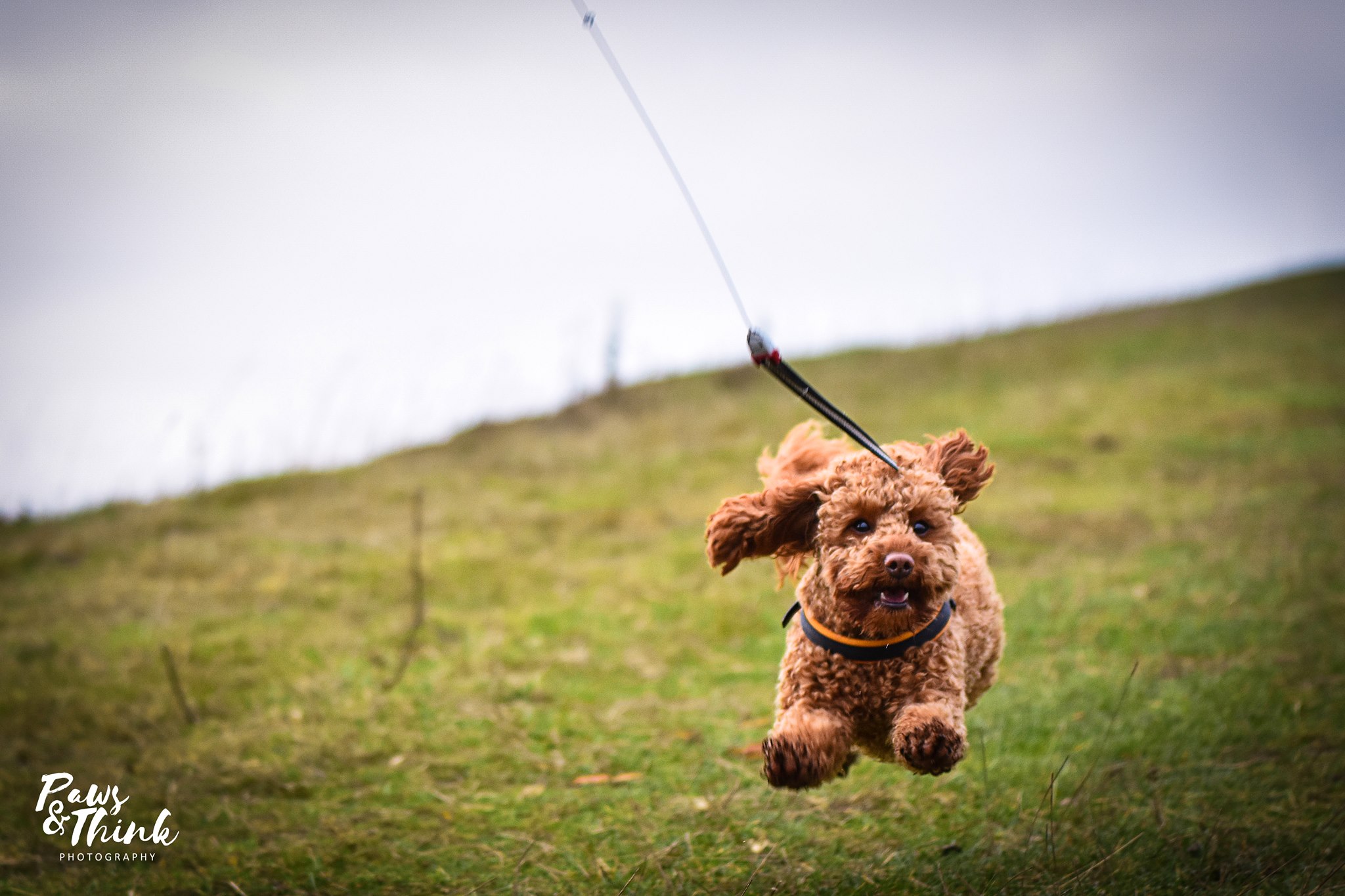 Ruby Roo the Cockerpoo – Dog Photography – Coventry and Warwickshire ...